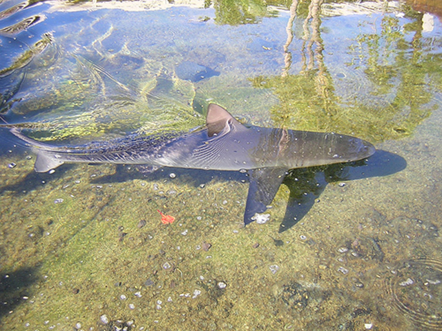 Shark In A Pond