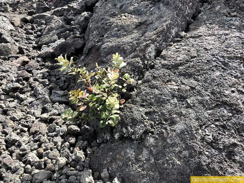 The Lehua Blossom on the Ohia Tree - Go Visit Hawaii