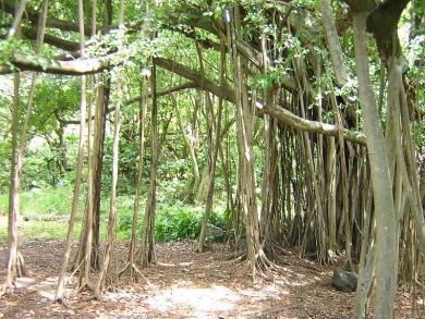 Visiting the Kipahulu Area of Haleakala National Park - Go Visit Hawaii