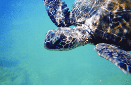 Aloha Friday Photo: Snorkeling with Turtles Edition - Go Visit Hawaii