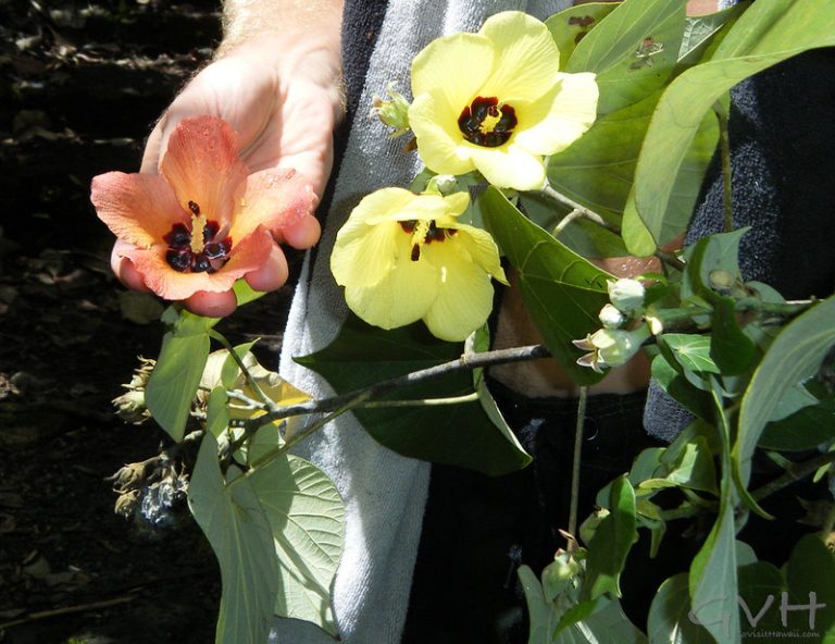 Hawaii's Hau Trees - Go Visit Hawaii