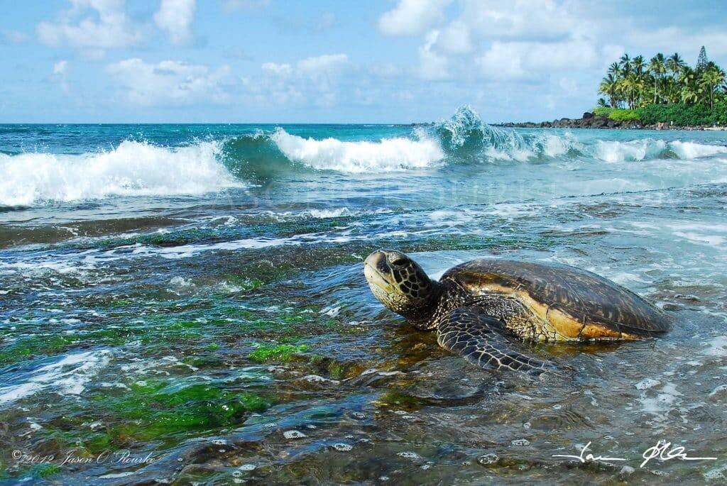 Aloha Friday Photo: Turtle Beach Magic - Go Visit Hawaii