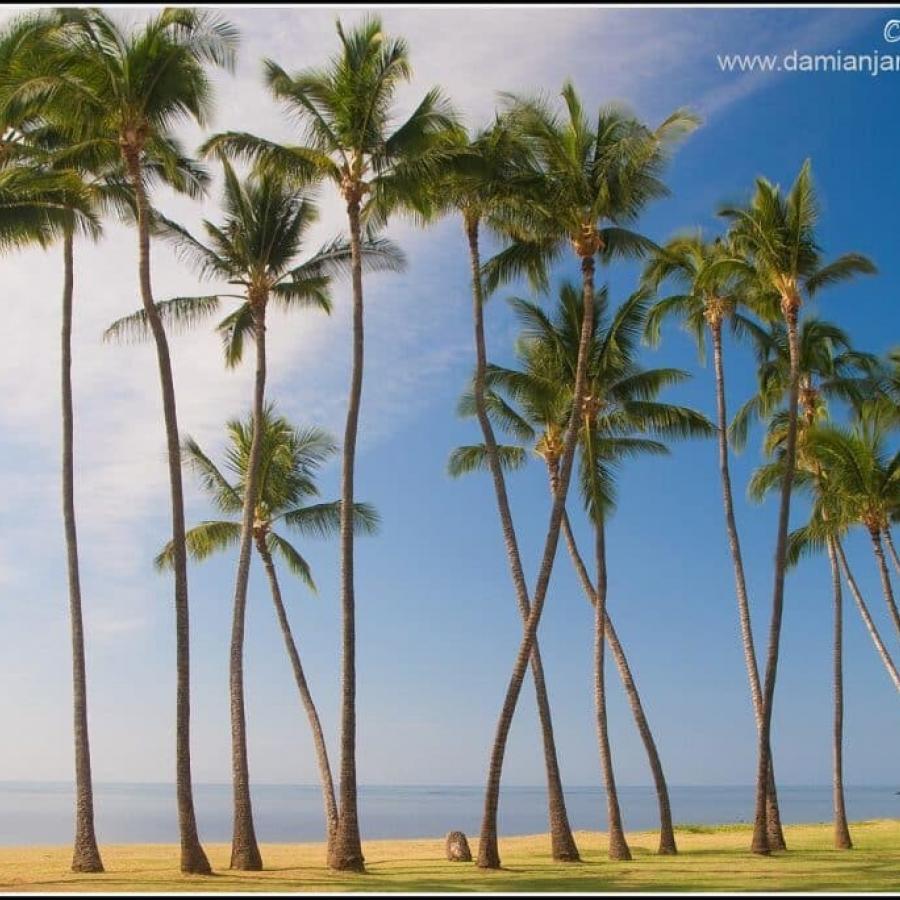 Aloha Friday Photo: Palm tree magic - Go Visit Hawaii
