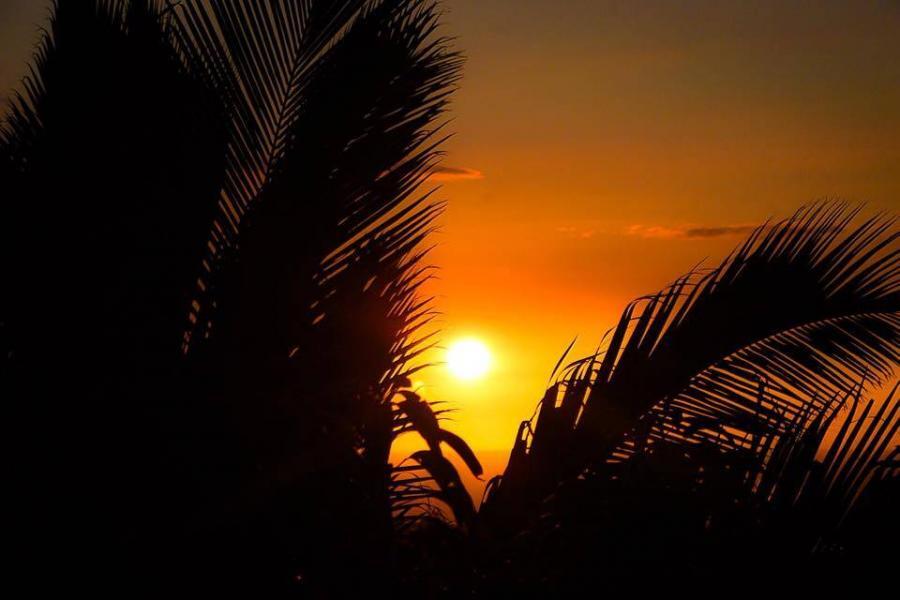 Aloha Friday Photo: Peeking past the palm to see sunset - Go Visit Hawaii