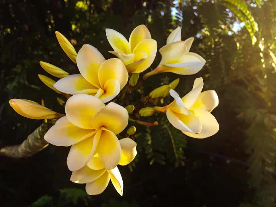 Aloha Friday Photo: Plumeria aloha from the Big Island - Go Visit Hawaii