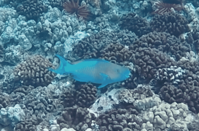 Maui's Ali'i Nui Snorkel Sailing to Molokini - Go Visit Hawaii