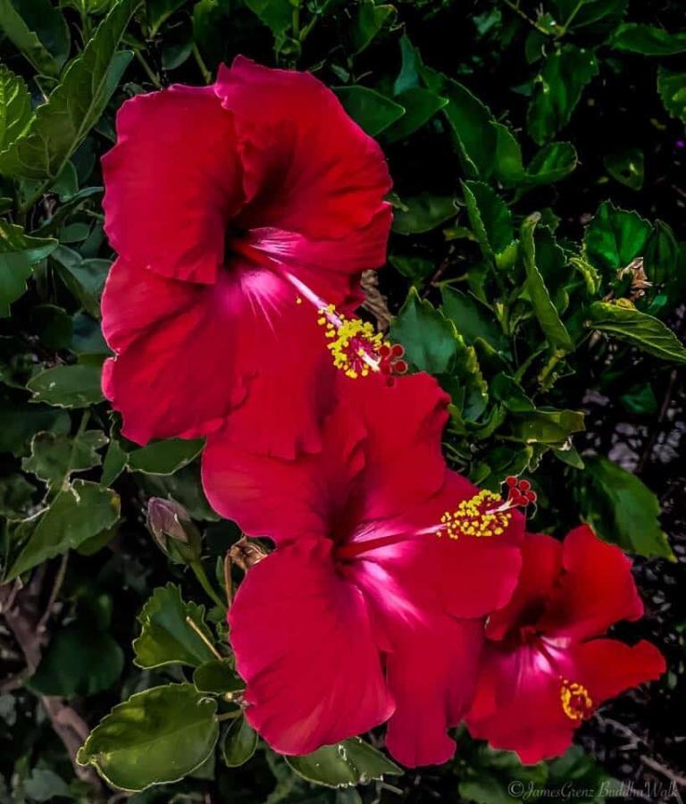 Aloha Friday Photo: Christmas Hibiscus - Go Visit Hawaii