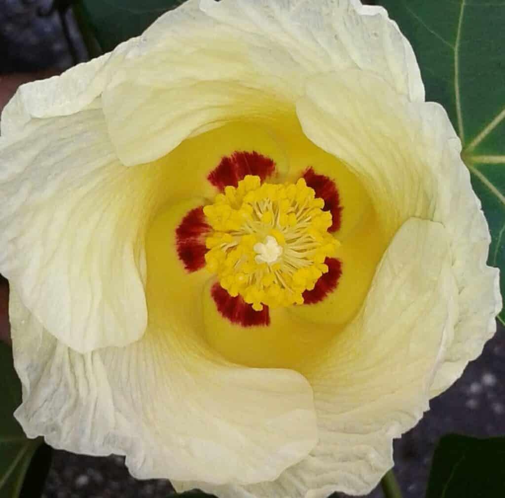 Aloha Friday Photo: Flower from Pearl Harbor - Go Visit Hawaii