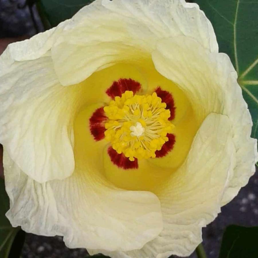 Aloha Friday Photo: Flower from Pearl Harbor - Go Visit Hawaii