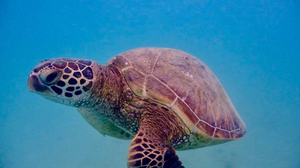 Aloha Friday Photo: A honu way to view Waikiki - Go Visit Hawaii