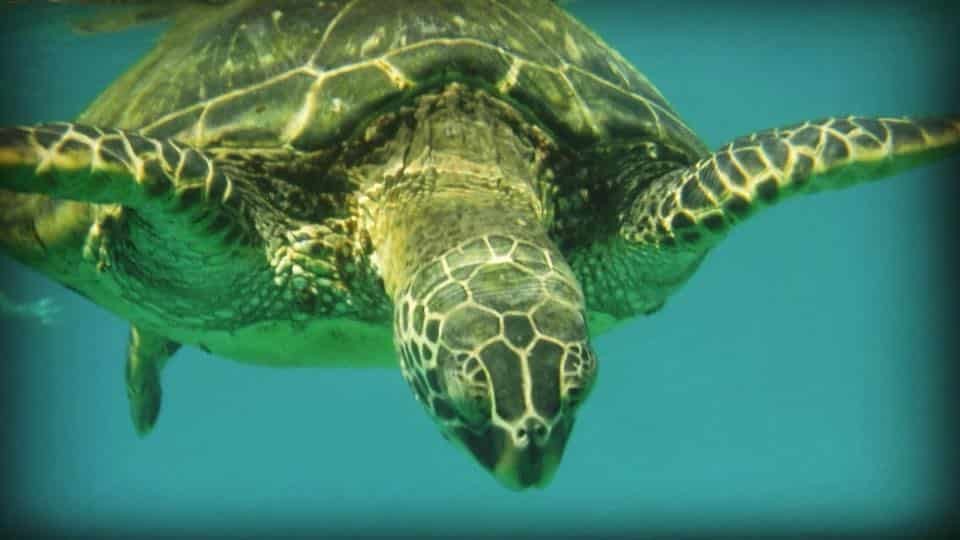 Aloha Friday Photos: Turtle at Black Rock - Go Visit Hawaii