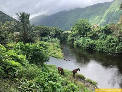 An excellent way to see Waipio Valley with Waipio Valley Shuttle Tour ...