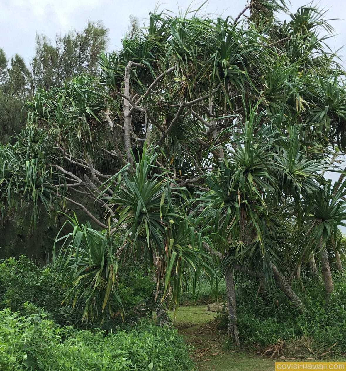 It's harvesting time for pineapple trees in Hawaii! - Go Visit Hawaii