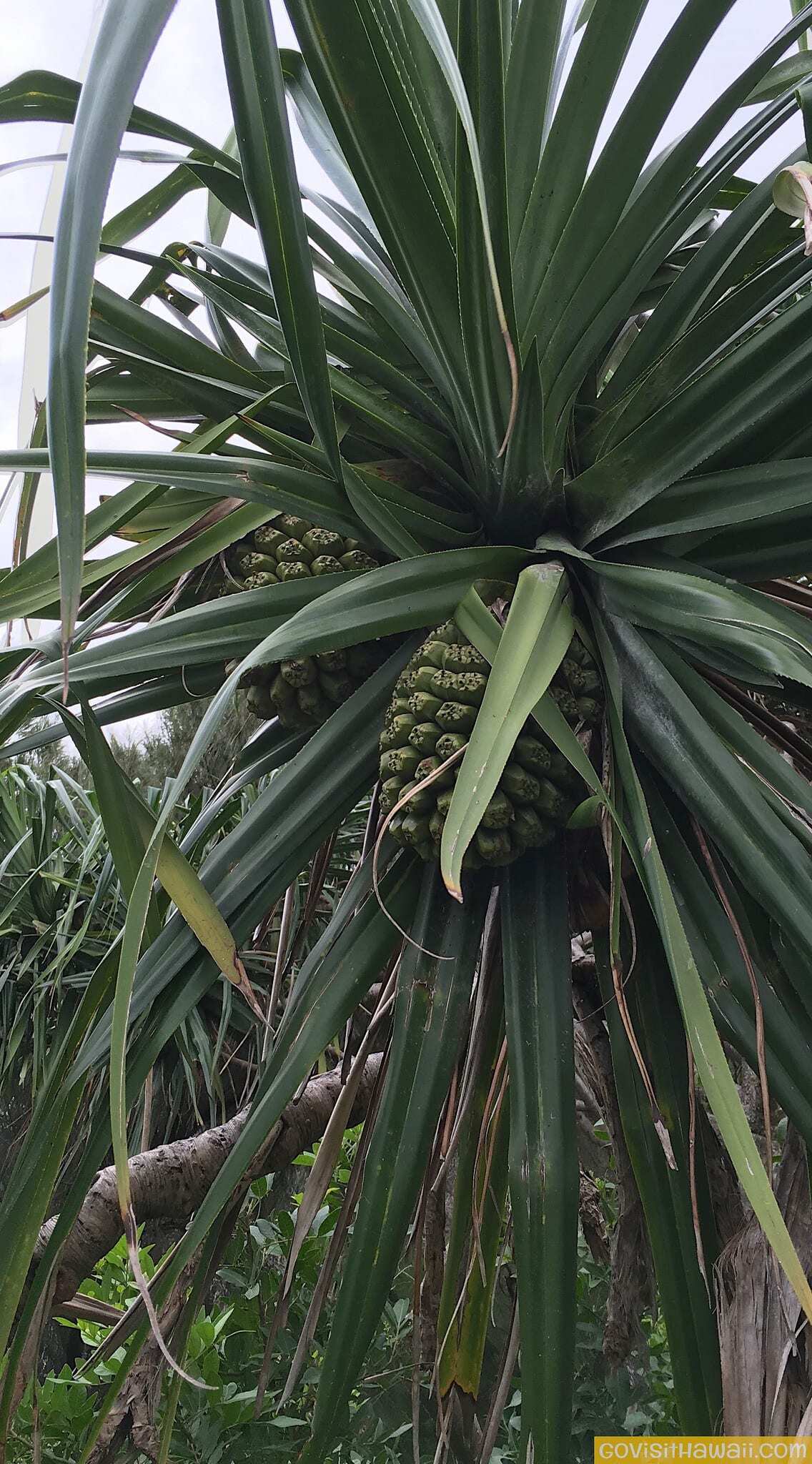 It's harvesting time for pineapple trees in Hawaii! - Go Visit Hawaii