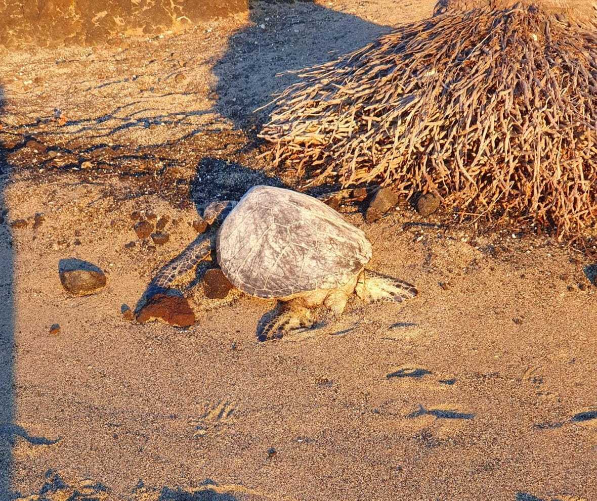 Aloha Friday Photo: Sunning Honu - Go Visit Hawaii