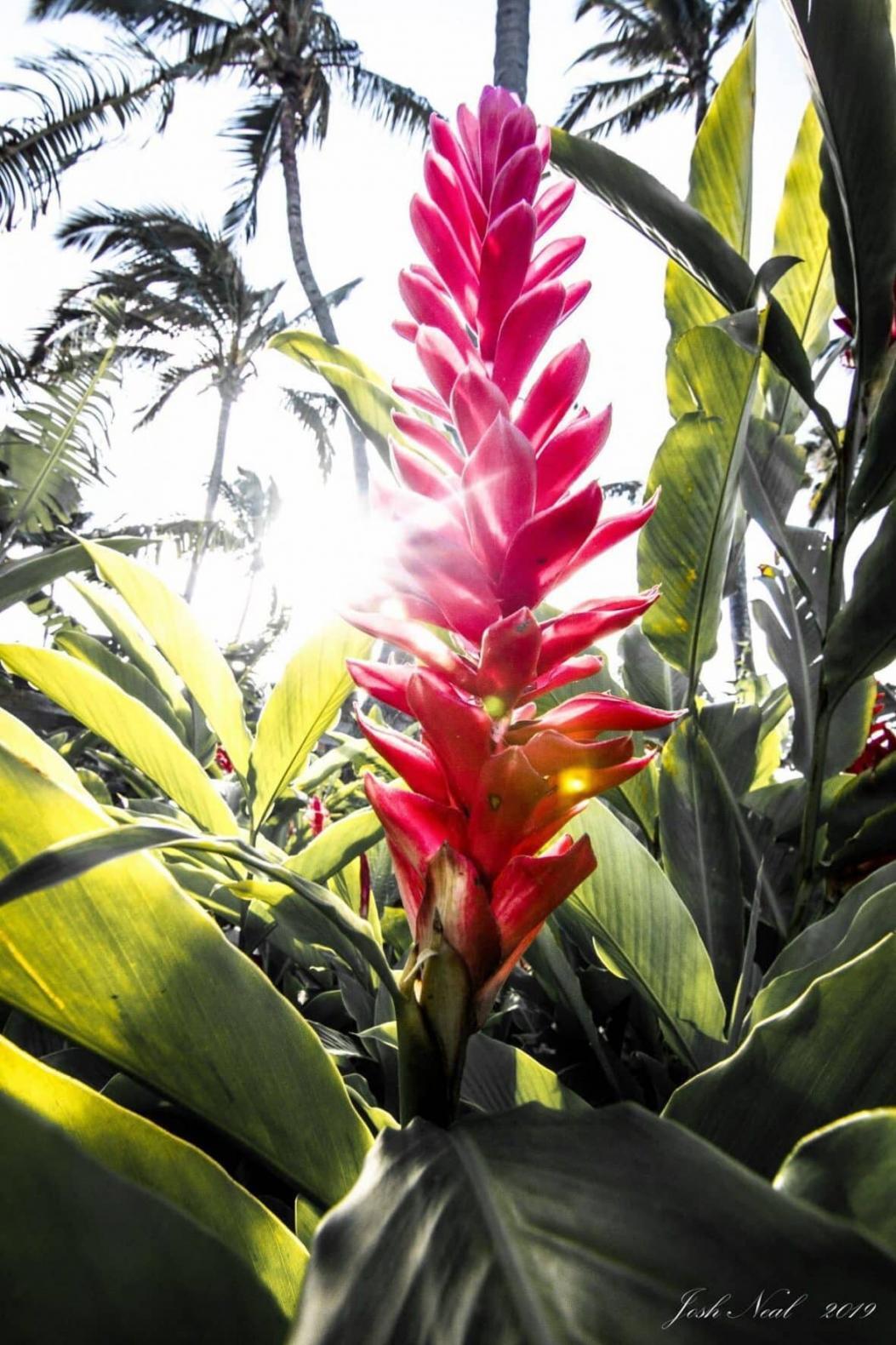 Aloha Friday Photo: Tropical Ginger - Go Visit Hawaii