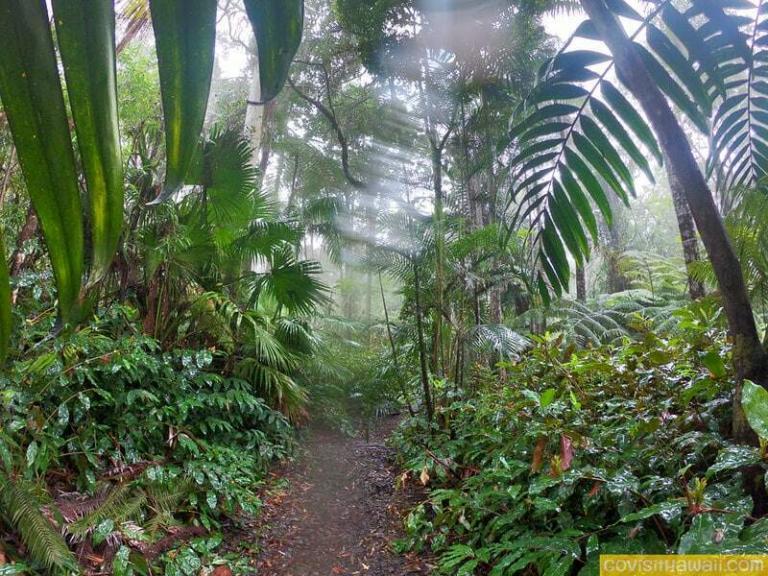 Hiking through the captivating Kona Cloud Forest - Go Visit Hawaii