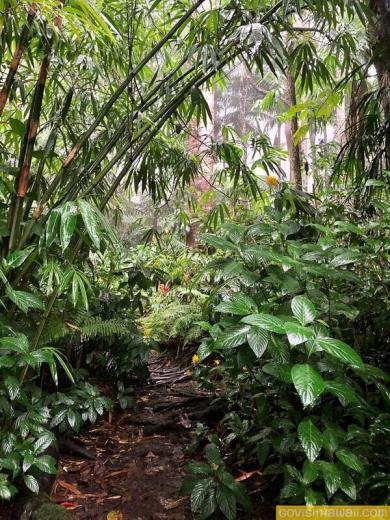 Hiking through the captivating Kona Cloud Forest - Go Visit Hawaii