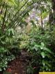 Hiking through the captivating Kona Cloud Forest - Go Visit Hawaii