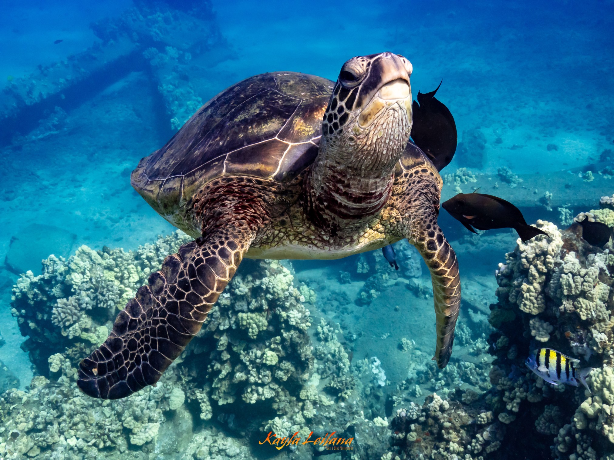 Aloha Friday Photo: "Sup Brah" - Go Visit Hawaii