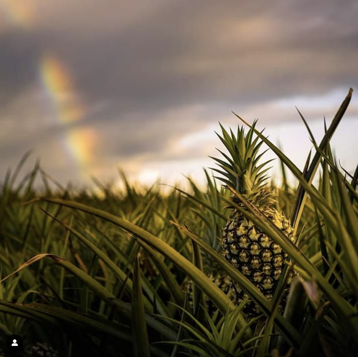 Aloha Friday Photo: Rainbow over the pineapple patch - Go Visit Hawaii