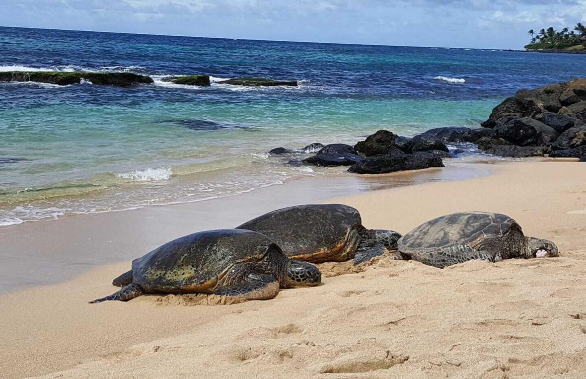 Aloha Friday Photo: Honu resting on Ho'okipa - Go Visit Hawaii