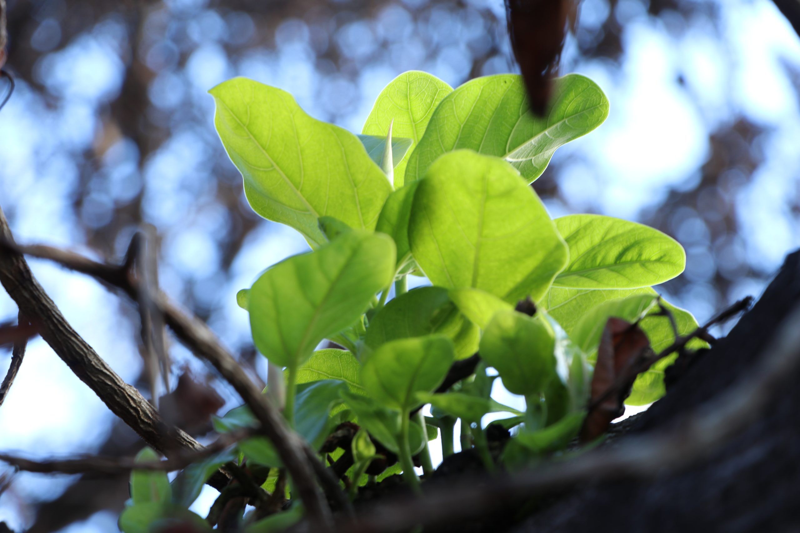 hawaii-news-lahaina-banyan-tree-showing-signs-of-life-volcano