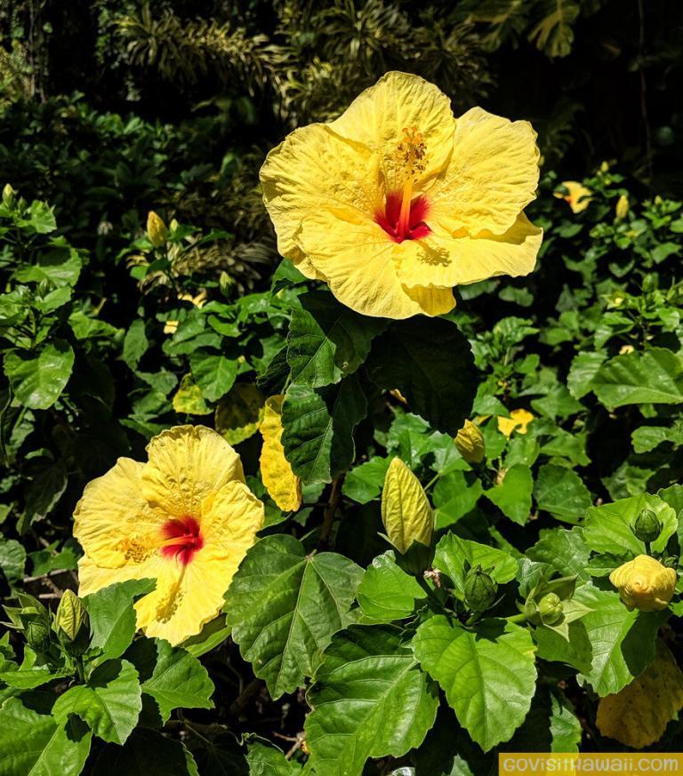 Hawaii travel brief - Go Visit Hawaii